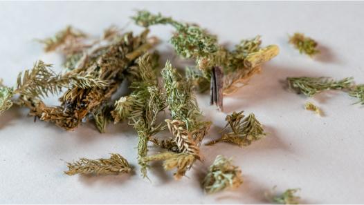 Ceriva® | Vitamins for Memory | Metagenics