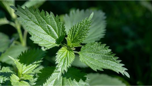 Sinuplex® - Respiratory Support Supplement | Metagenics